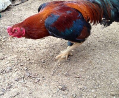 Livestock Supplies - Gamefowl