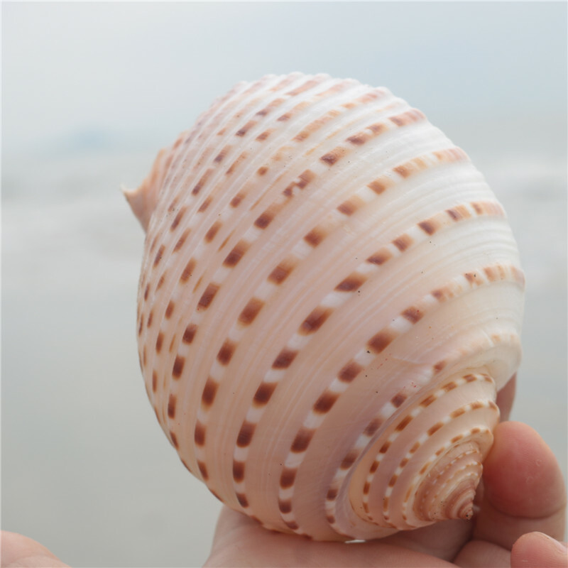 Aquarium Ornament Natural Conch Shell - Real Sea Snail Shell For Fish ...