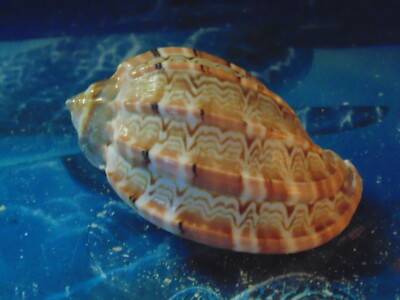 3 to 4" HARPA MAJOR SEA SHELL BEACH DECOR AQUARIUM NAUTICAL TROPICAL | eBay