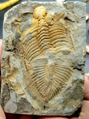 440 Million Year Old Silurian invertebrate coronocephalus Trilobite ...