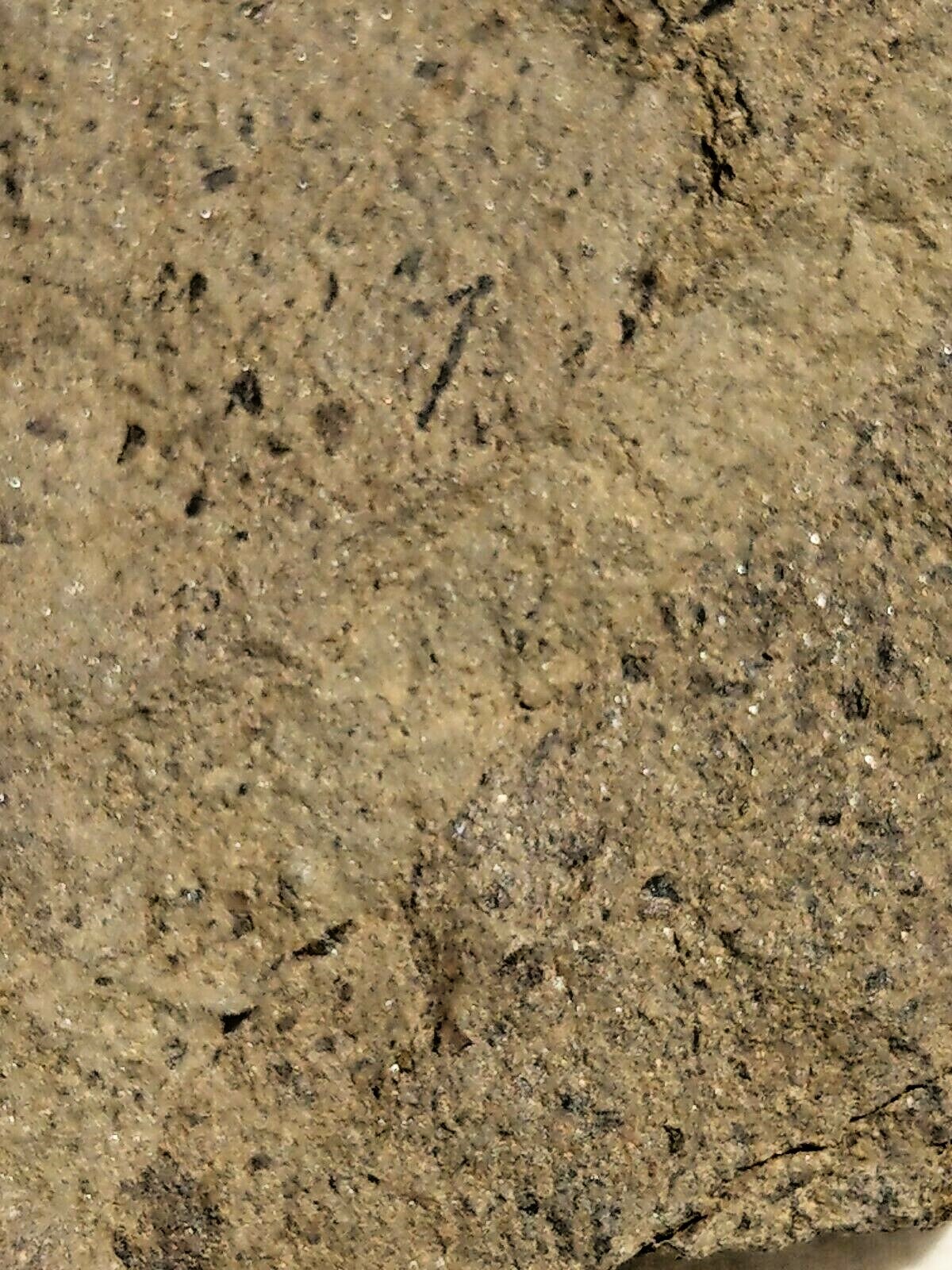 4 x Cooksonia sp. Oldest Silurian fossil first land plant. Super Rare ...