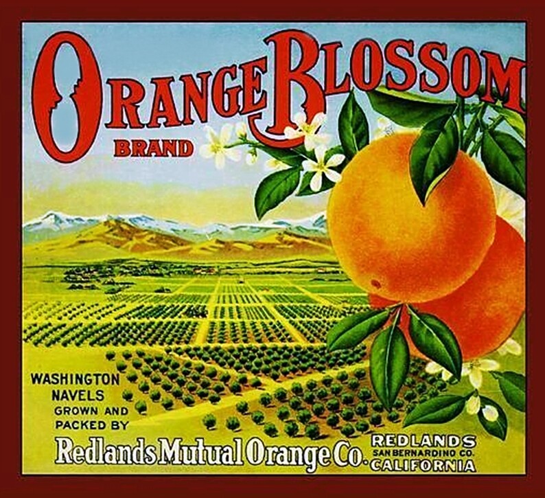 Redlands CA Orange Blossom Citrus Fruit Crate Label Art Print | eBay