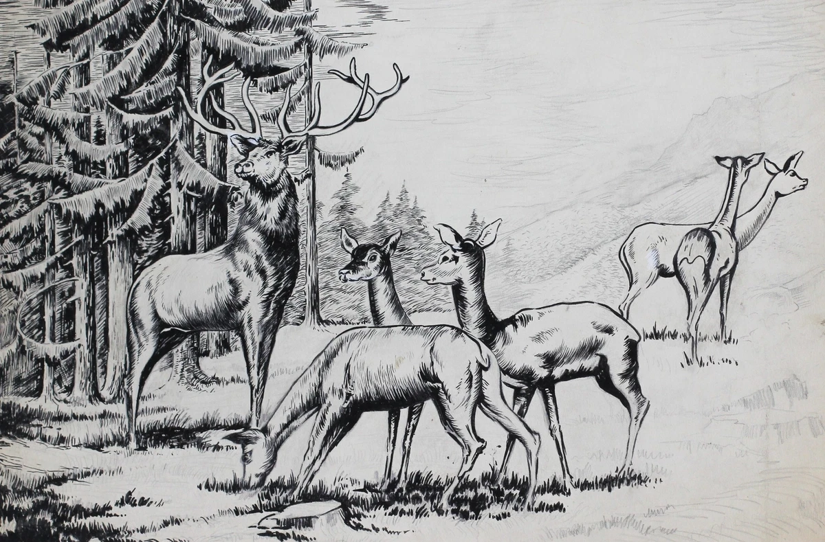 Vintage Deer Drawing