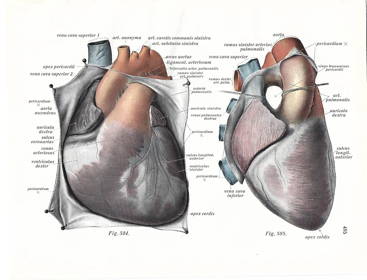 Diagramma Del Cuore Grigio