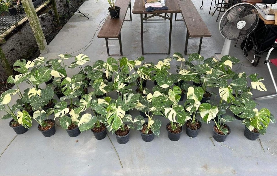 Extra Large Variegated Monstera Thai Constellation: Rooted Rare ...