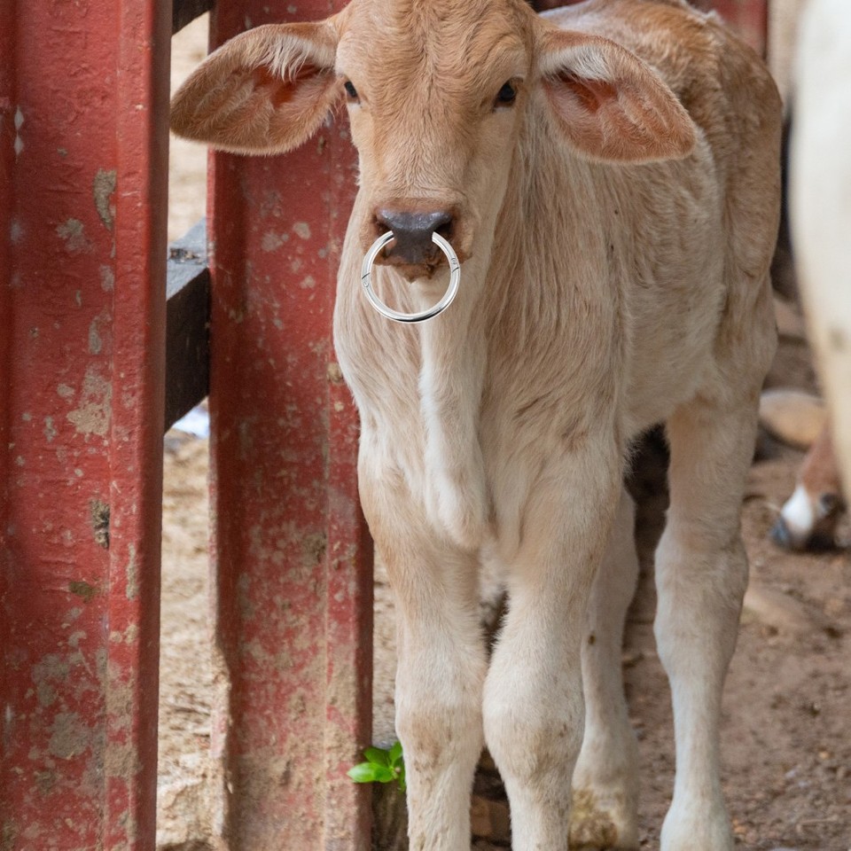 Livestock Nose Ring Carbon Steel Cow Nose Leading Ring Cattle Nose Ring ...