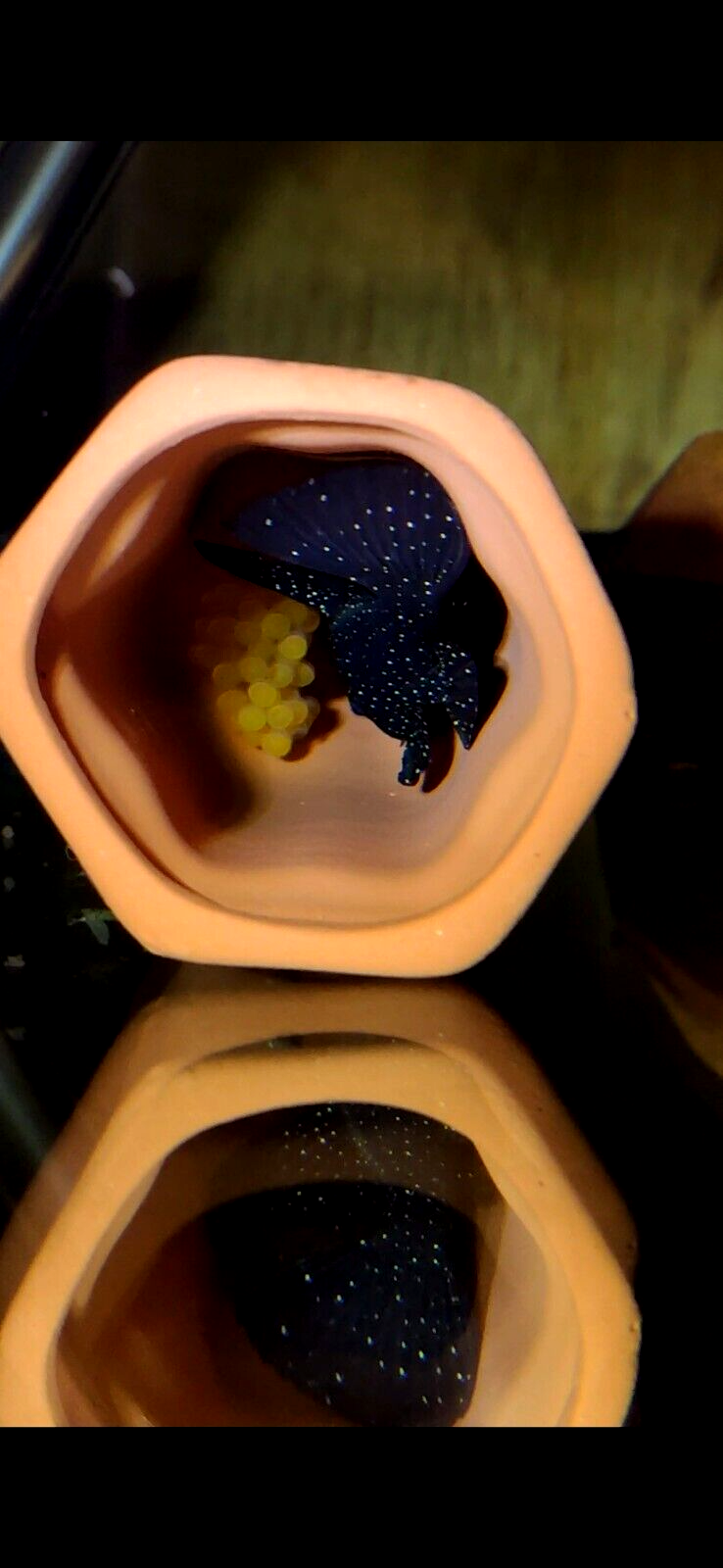 Group of 6 L181 Peppermint Bristlenose Plecos Ancistrus sp. @1.25"+ USA ...