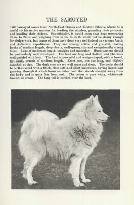 The Samoyed - CUSTOM MATTED - 1931 Vintage Dog Breed Art Print | eBay