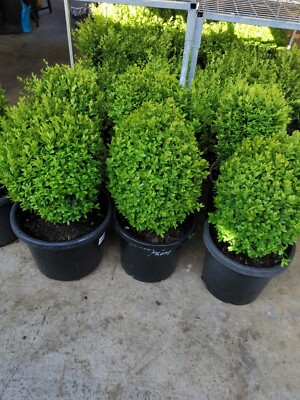 English box and Dutch box Topiary . | eBay