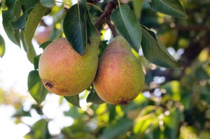 Clapp's Favourite Pear Tree 4-5ft Tall, Juicy Dessert Pear With Sweet ...