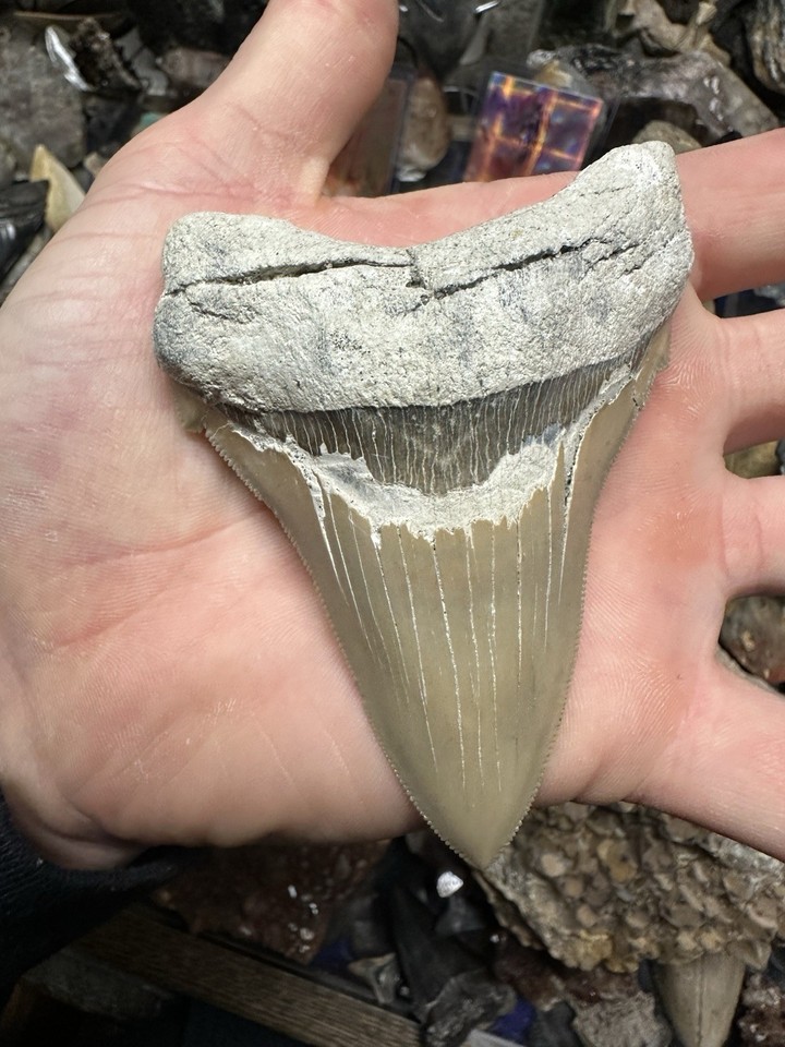 3.9” LEE CREEK MINE Chubutensis Shark Tooth North Carolina Fossil ...