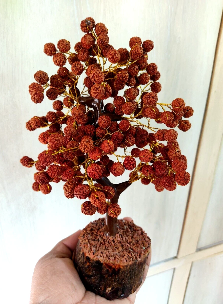 Rudraksha Tree