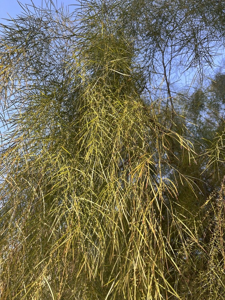 Acacia cognata 'Lime Magik' (upright tree variant) Seeds | eBay