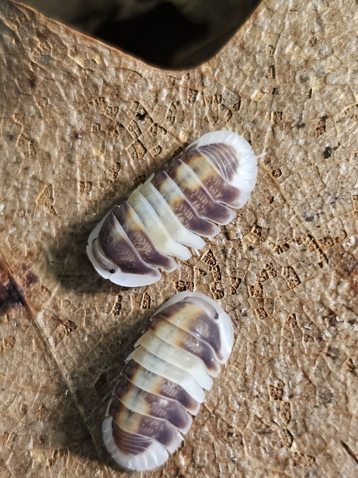 10+ Ct Cubaris sp. Cuppacino Isopods - Bio-active Cleanup Crew Roly ...