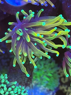 Dragon Soul Torch - Coral/ Frag /salt water /Reef tank WYSIWYG | eBay