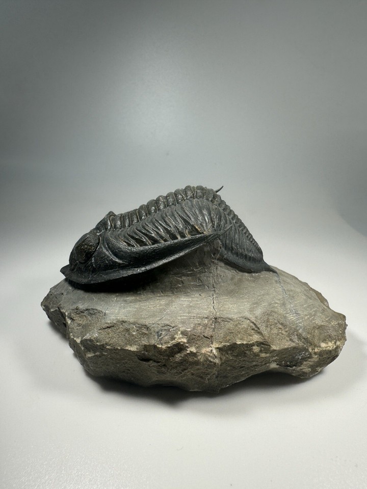 Zlichovaspis rugosa Trilobite Fossil Devonian Morocco Arthropod Fossil ...