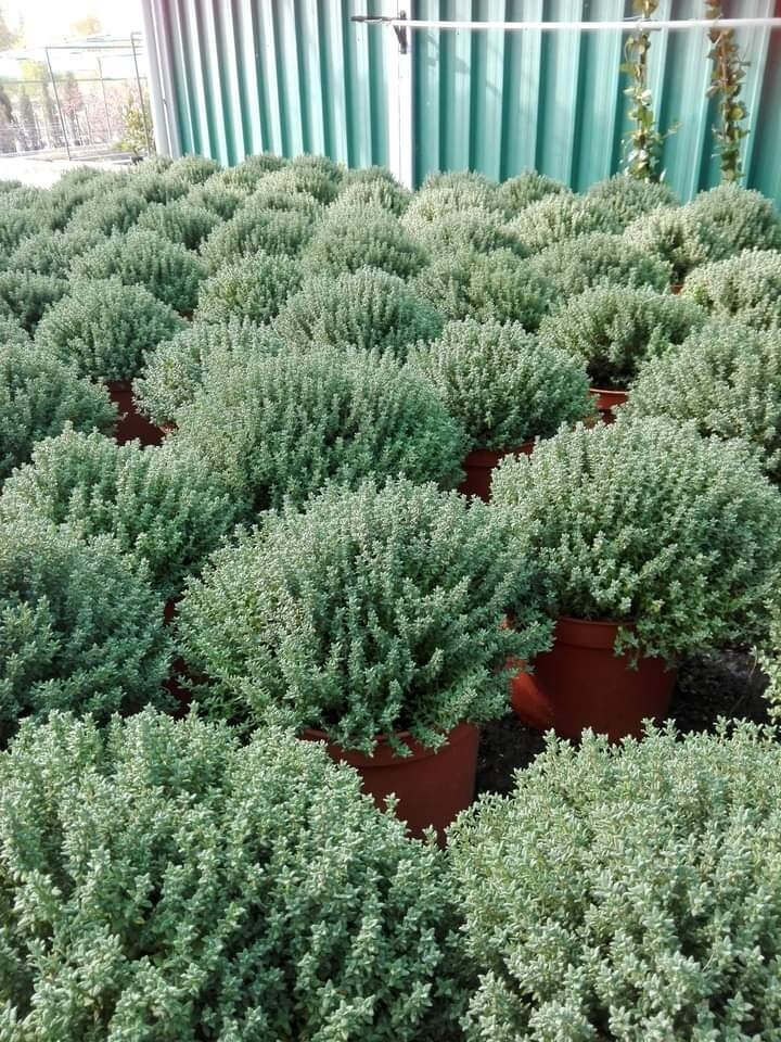 Dwarf Creeping Thyme Seeds, Thymus Serpyllum, Ground Cover, 100 seeds ...