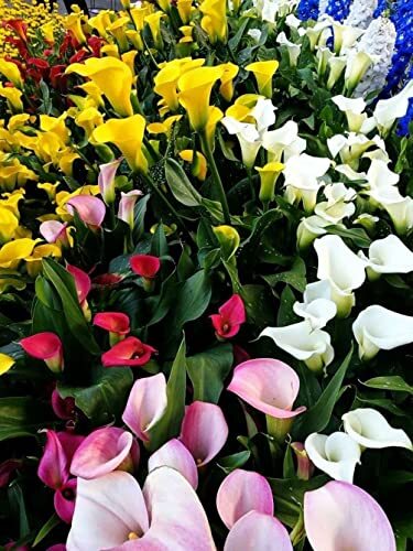100 Seeds Rare Calla Lily Seeds Flower Seeds Perennial Flowers | eBay