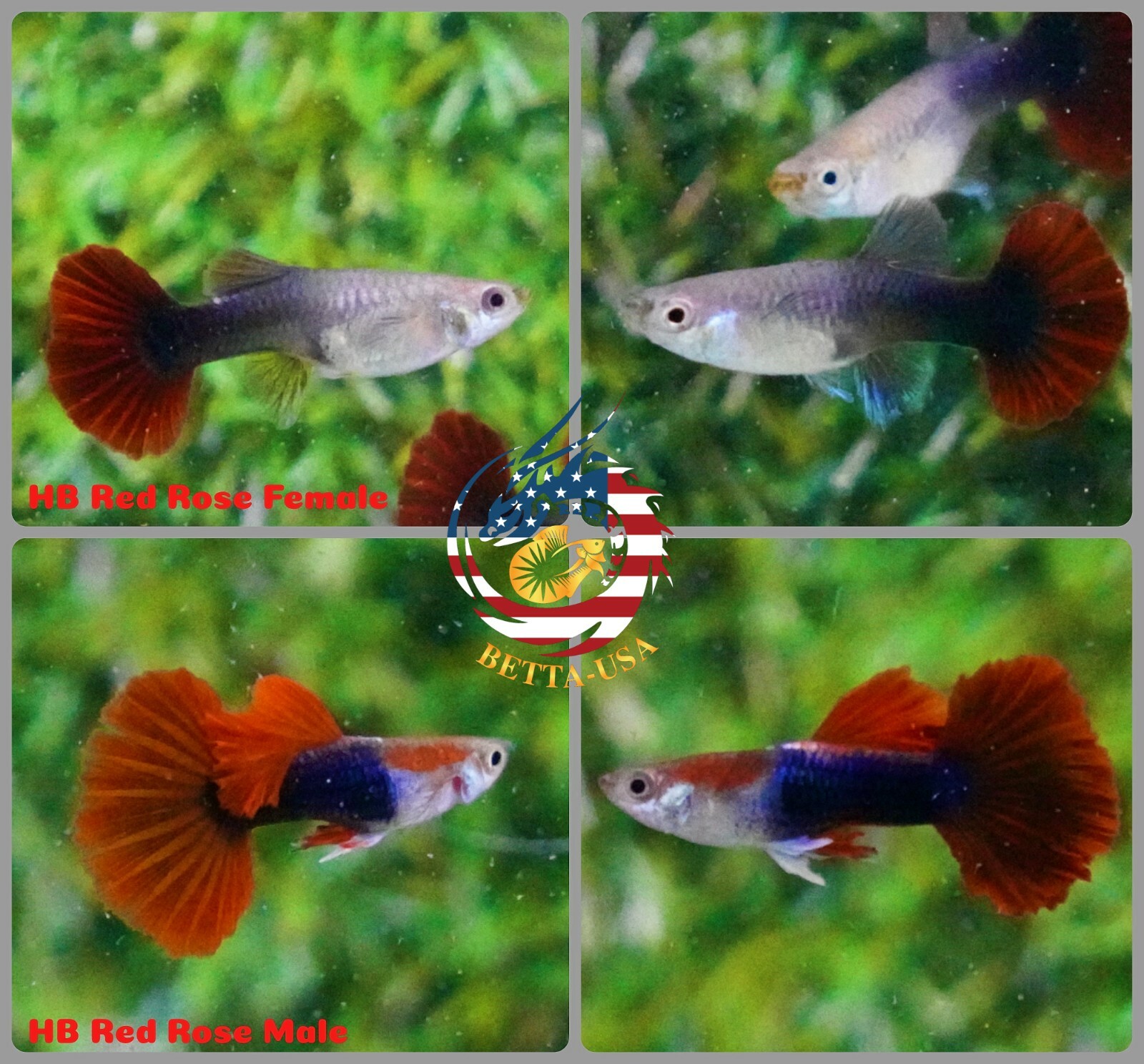 1 PAIR - Live Aquarium Guppy Fish High Quality - HB RED ROSE Halfmoon | eBay