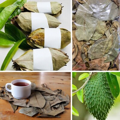 25+ Dried Herbal Soursop Leaves Guanabana Graviola 100% Organic Sinini ...