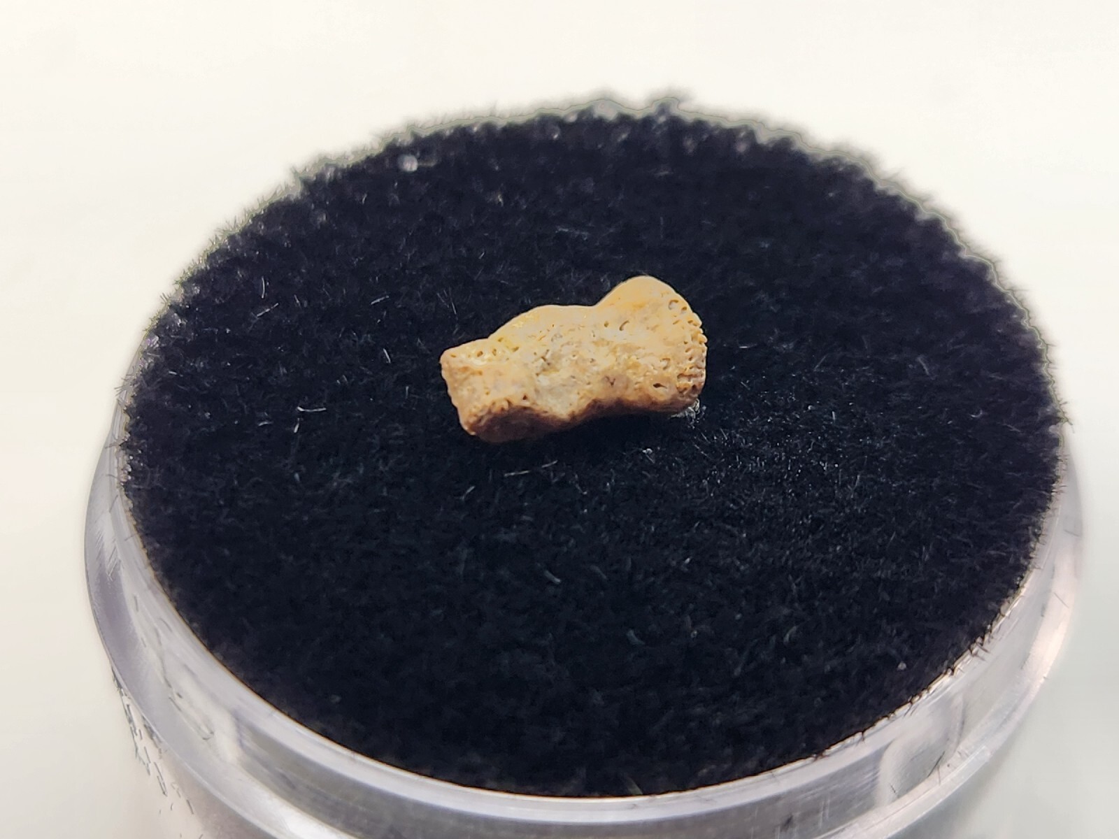 Turtle Toe Bone Fossil - Judith River Fm. - Hill Co., MT | eBay