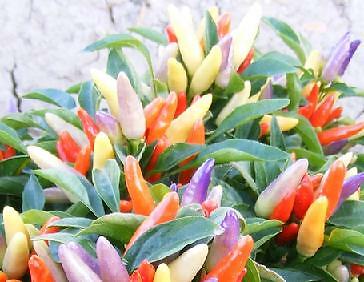 Pepper Ornamental Numex Easter 1,000 seeds | eBay