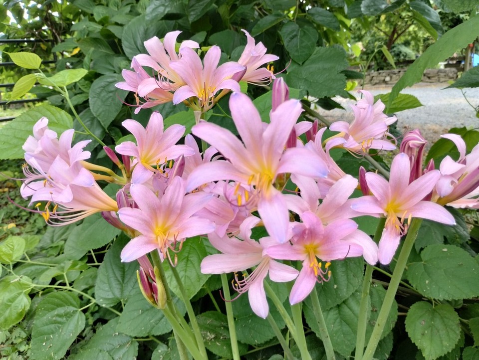 3 Lycoris Squamigera PINK SPIDER LILY! Rare Tie-Die Bulb Magic Lily ...