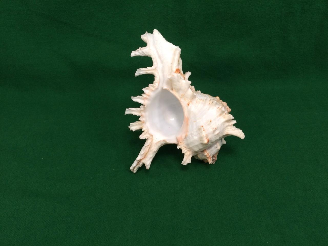 MUREX RAMOSUS SHELL SEASHELL BEACH DECOR EXTRA LONG SPINES #13 | eBay