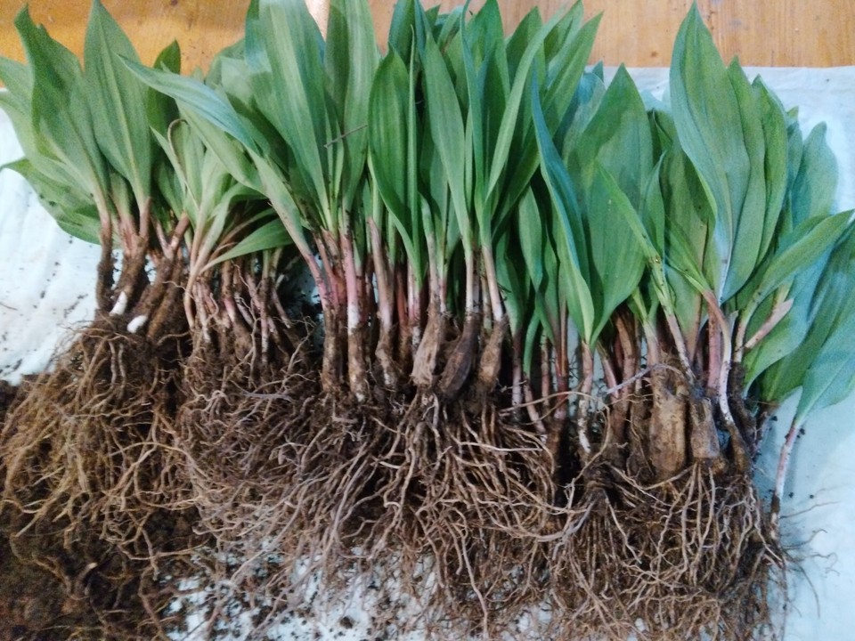 30 Organic wild leek bulbs (ramps) for fall planting to enjoy next ...