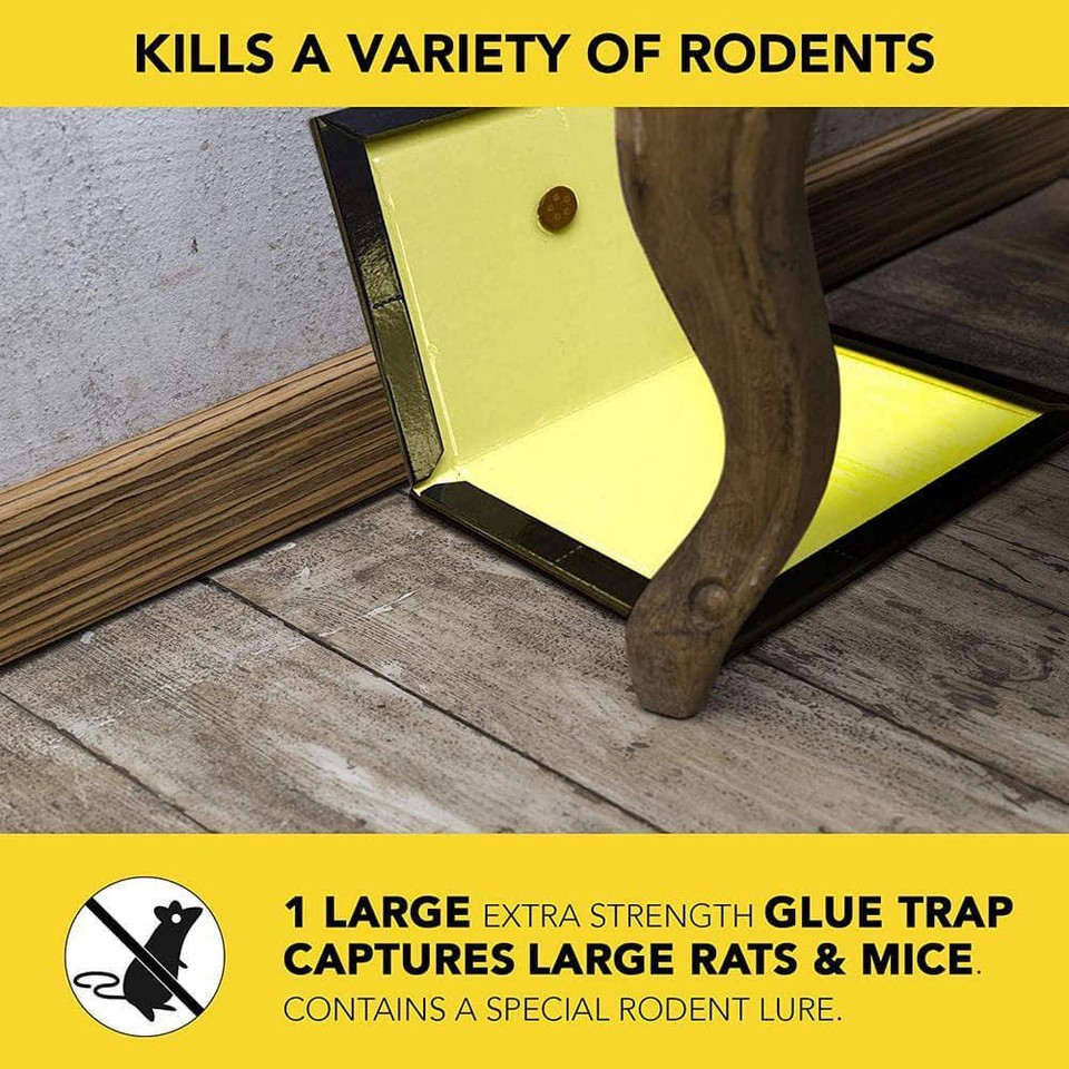 Harris Rat and Mouse Glue Trap Super-Size Easy to Use Fully Disposable ...
