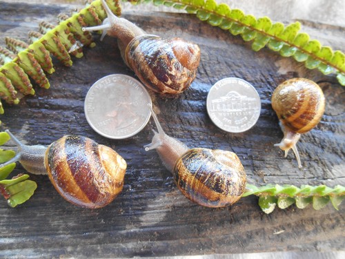 20 Feeder snails for your reptiles LARGE, LIVE HELIX ASPERSA LAND ...