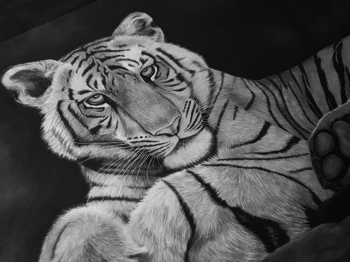 Realistic Animal Pencil Drawings