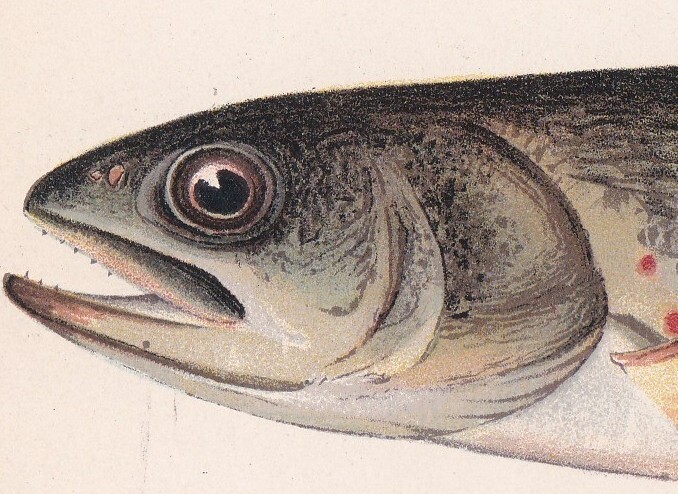 Original Antique Fish Print: The Canadian Red Trout by Sherman Foote ...