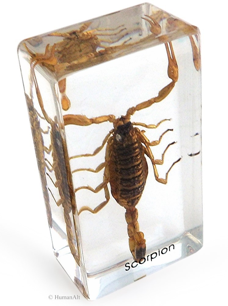 Real Insect Paperweight - Brown Scorpion | eBay