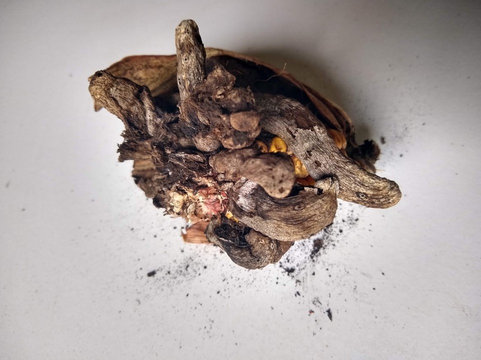 Huitlacoche Spores ~ Corn Fungus ~ (Ustilago maydis) ~ Corn Mushroom ...