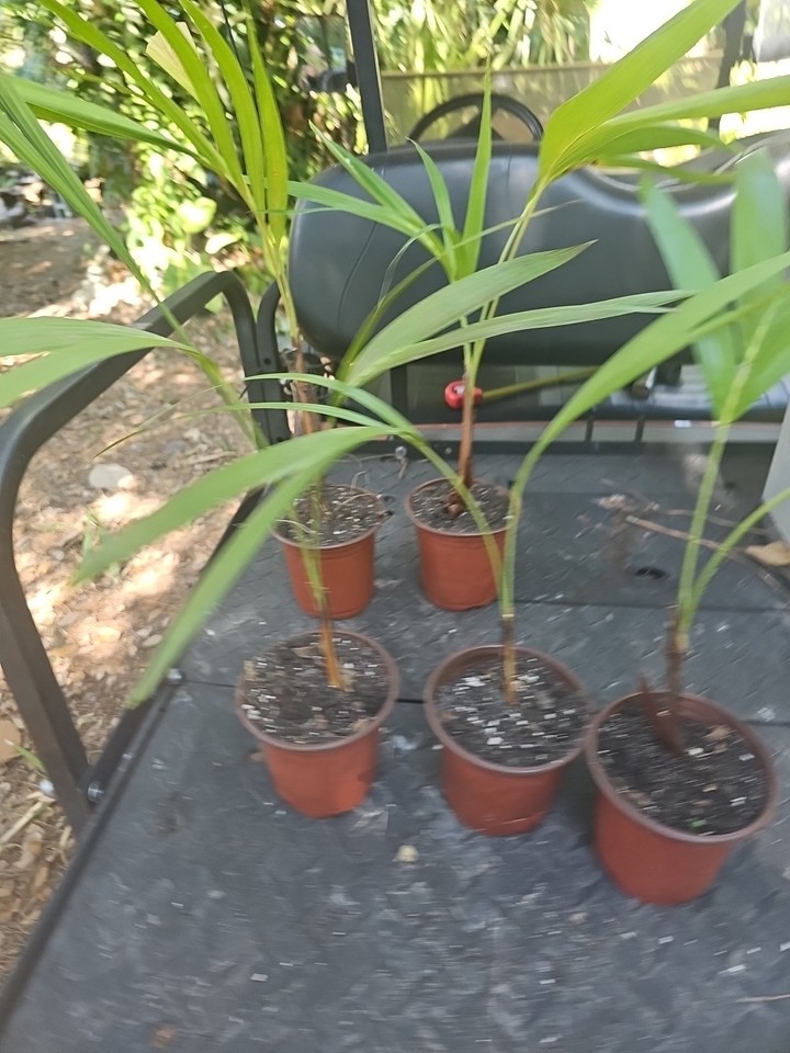 Christmas Manila palm seedlings live Plant Florida grown 22" Adonidia ...