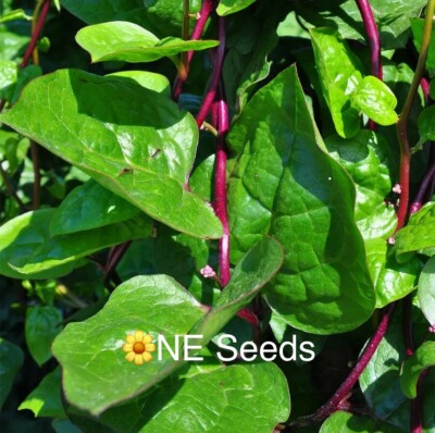 🌼 Bangladeshi RED Poi Shak, Pui Sak, Malabar Spinach, High Yield Easy ...