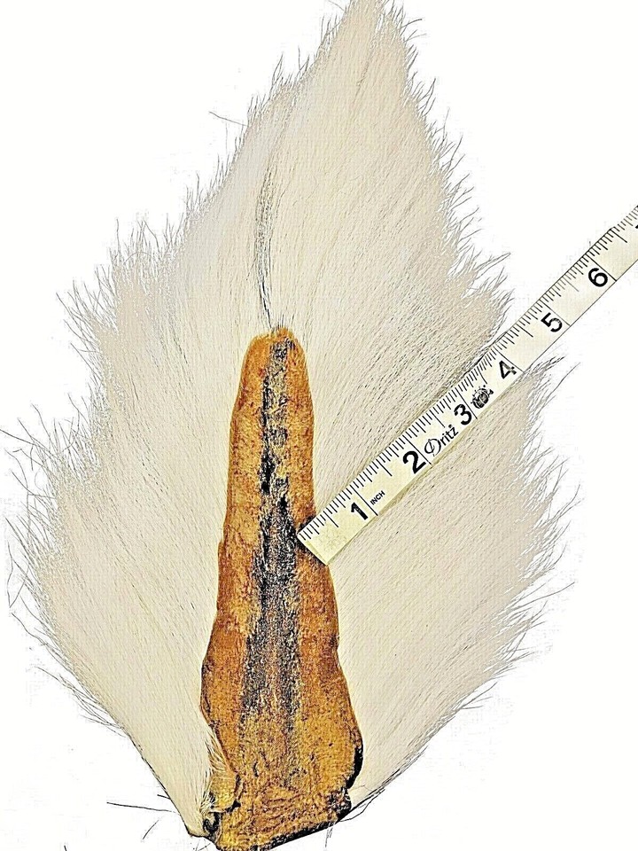 SupplyIt 100 Large Northern Bucktail Natural White Fly Tying Material ...