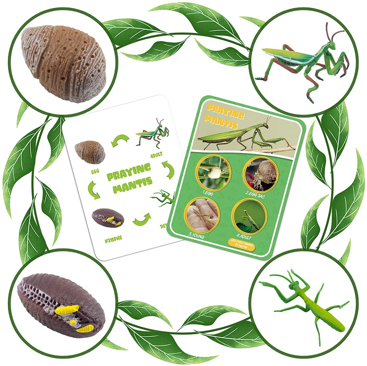 Life Cycle Of A Praying Mantis