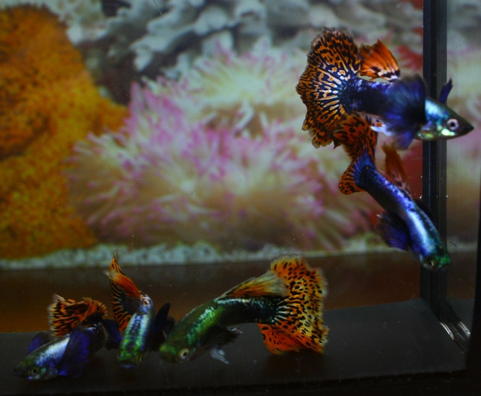 GUPPY FISH DUMBO RED MOSAIC 1 PAIR (MALE+FEMALE) | eBay