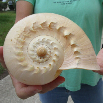 10 inch Philippine Crowned Baler Melon Shell - Melon seashell #49470 | eBay