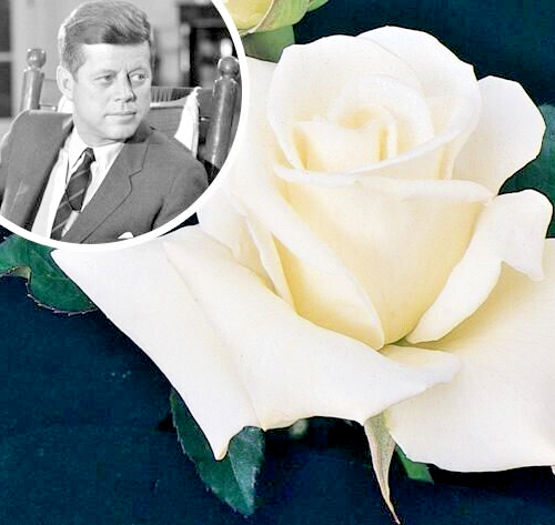 Rose Bush John F. Kennedy 1 Live 1-2’ White Flower Plant Fragrant ...
