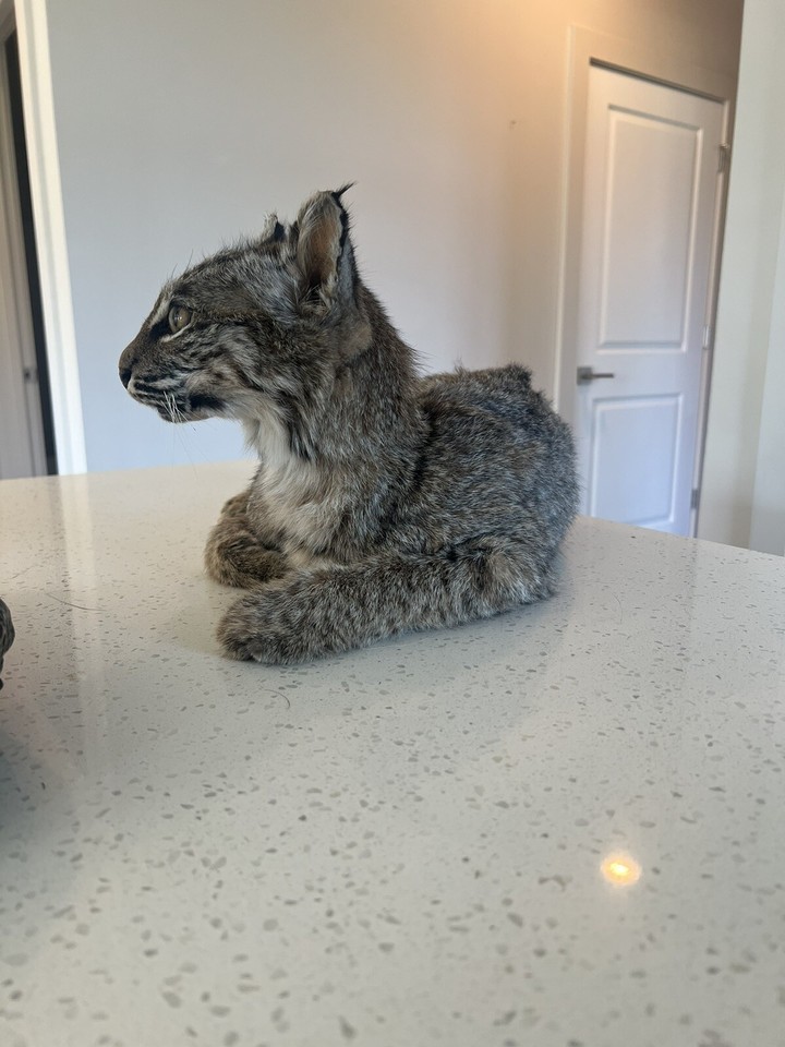 beautiful Juvenile real bobcat taxidermy mount museum quality | eBay