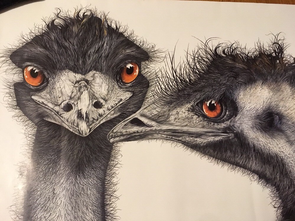 David Higgins Emu Illustration Art Poster 27x20 1985 Whimsical | eBay