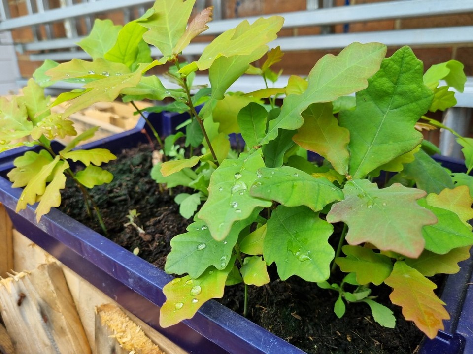 1x English OAK TREE seedling 10- 20cm high plant tree hedge tree ...