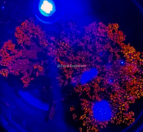 Live Saltwater Atomic Broccoli Macro Algae Plant Reef Marine Refugium ...