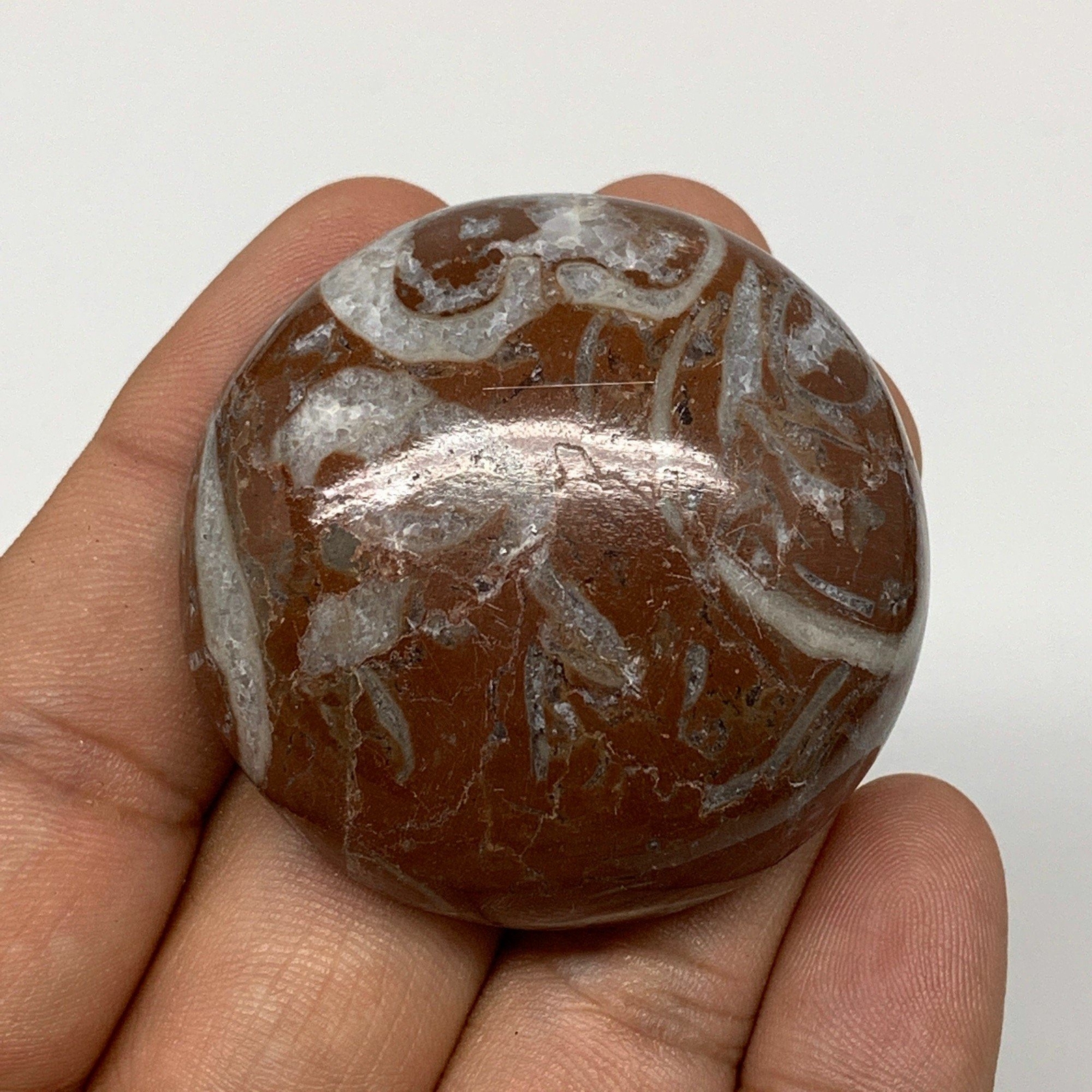 48.1g, 1.8"x0.6", Natural Untreated Red Shell Fossils Round Palms-tone ...