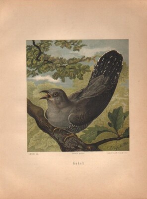 Kukuk. (Kuckuck). (Chromolithographie von 1897). | eBay.de