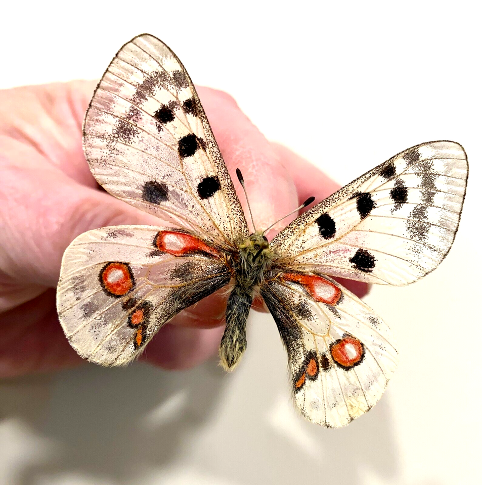 Insect Butterfly Moth Papilio Parnassius wiskotti-Very Rare No. 5! | eBay