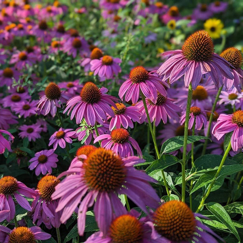 5 Stunning Echinacea Coneflower Perennial Purple Plug Plants Flower ...